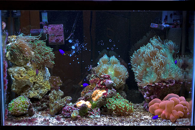 Show me your LPS dominated reeftanks! - Page 6 - Reef Central Online ...